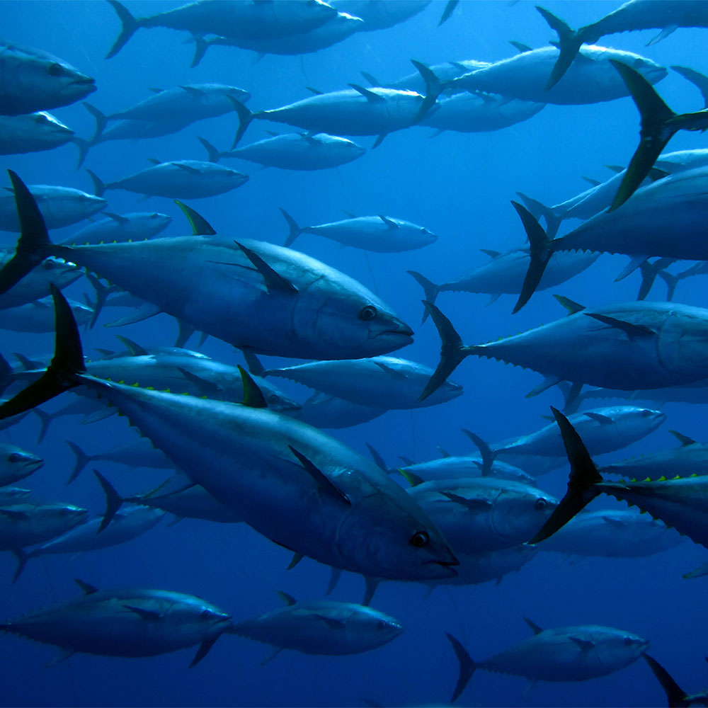 Sea Life - Team building by Aventuring